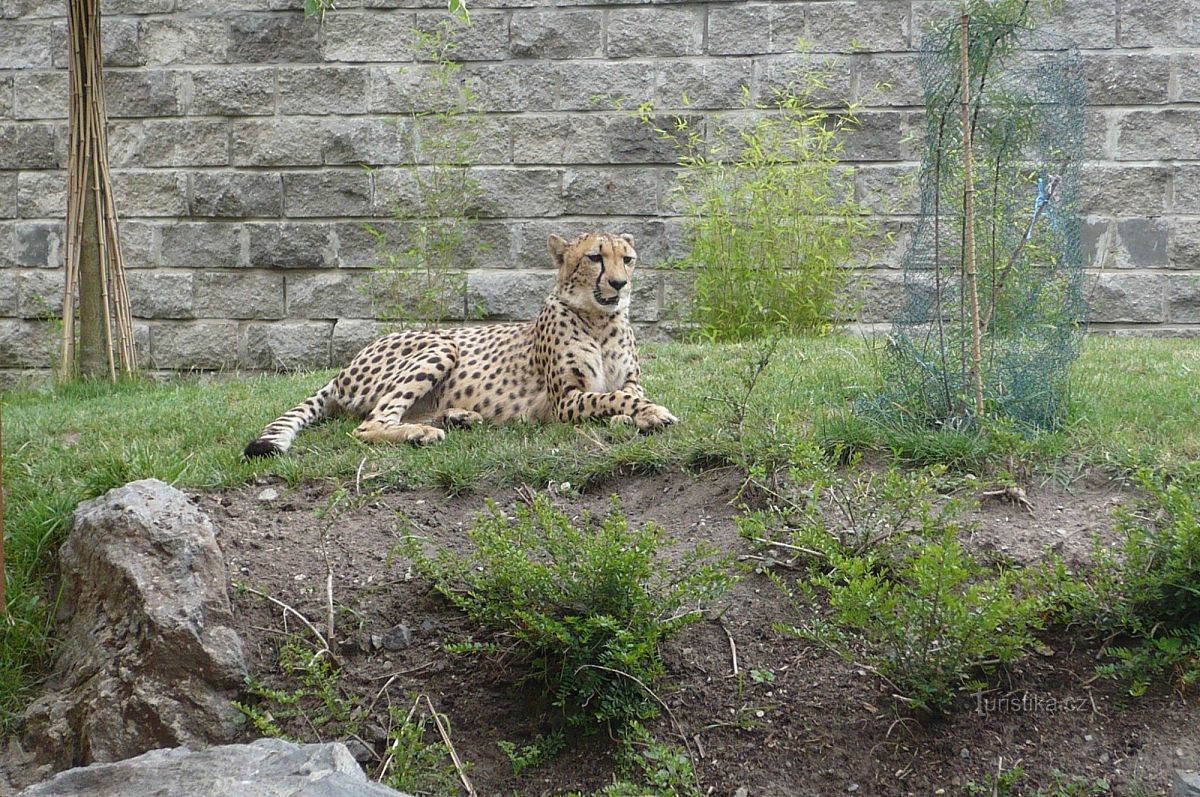 ZOO CHLEBY